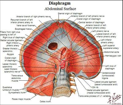 LearningRadiology.com - Diseases of The Diaphragm